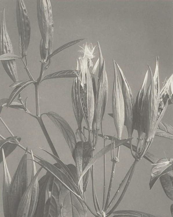 Wild Flowers of New England - Boston Athenaeum